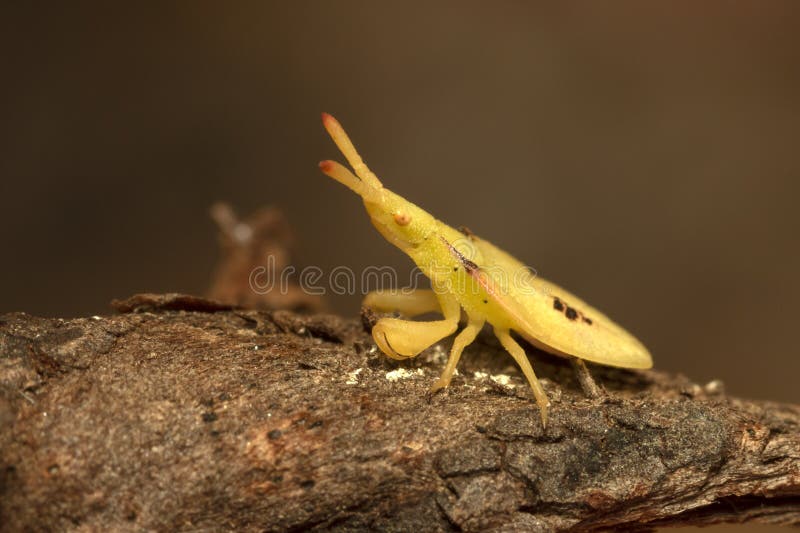 Yellow Lip Shield Slug (chelidonura Flavolobata) Stock Image - Image of ...
