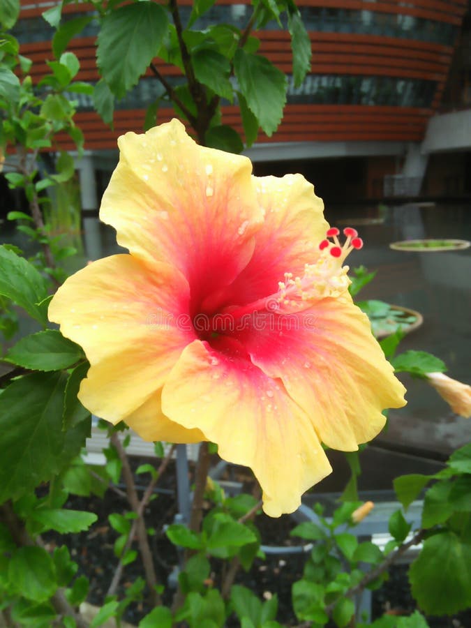 Shoe Flower stock image. Image of gerbera, nature, gerber - 36305055