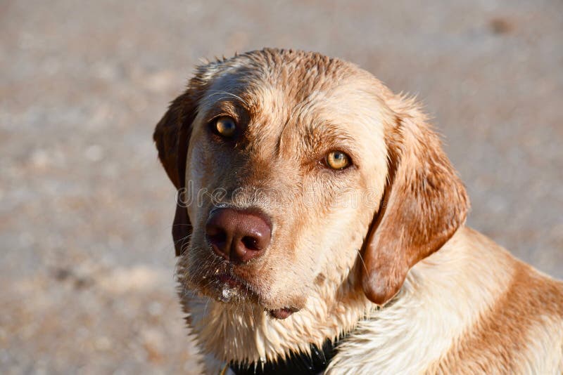 Yellow Short-Haired Retriever Stock Photo - Image of beach, close ...