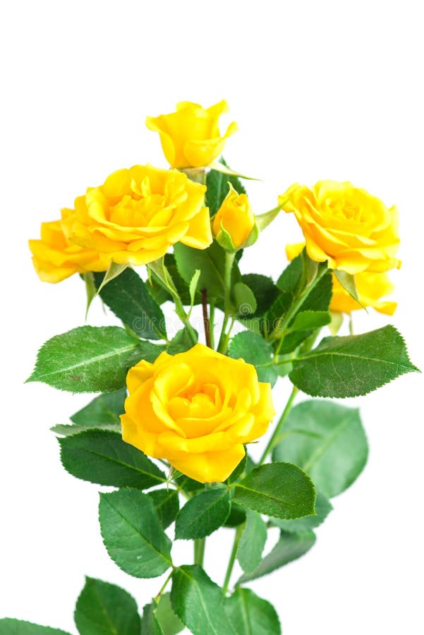Yellow Shrub Rose Isolated on White Stock Image - Image of love, bush ...