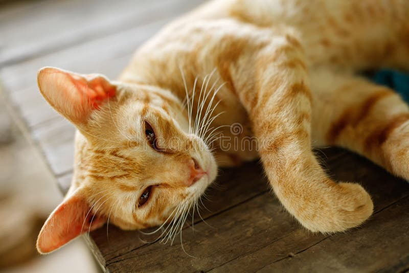 A yellow-Siamese cat stock image. Image of yellowsiamese - 100552915