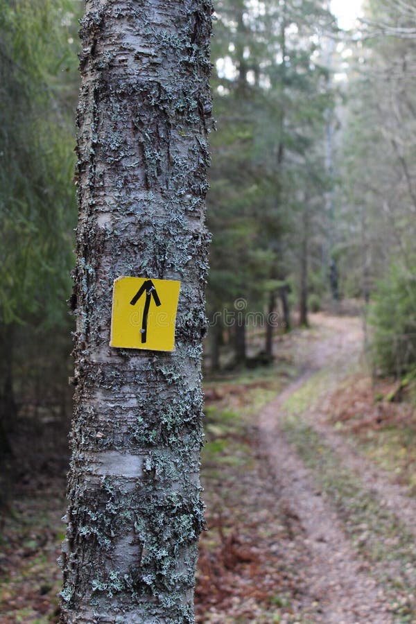 Yellow Sign with Arrow Pointing the Right Path in the Forest Stock ...