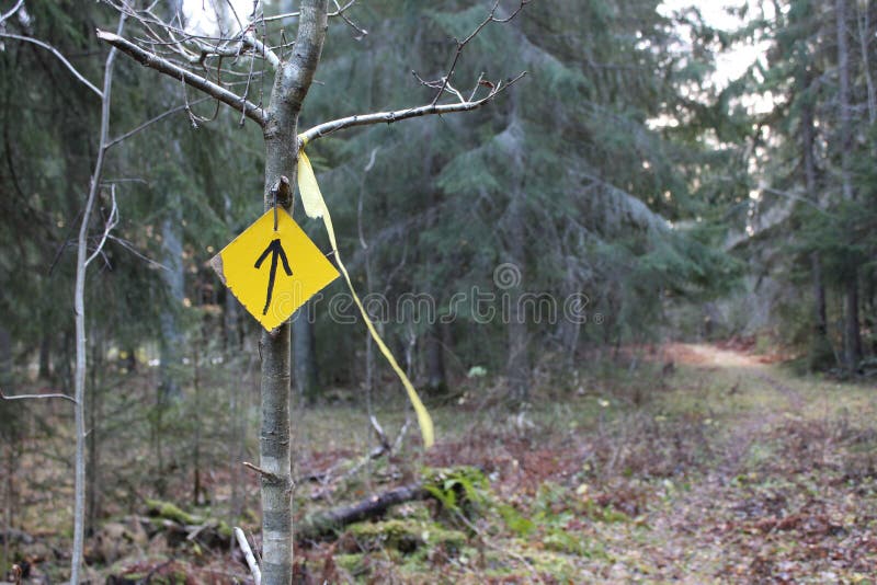 Yellow Sign with Arrow Pointing the Right Path in the Forest Stock ...