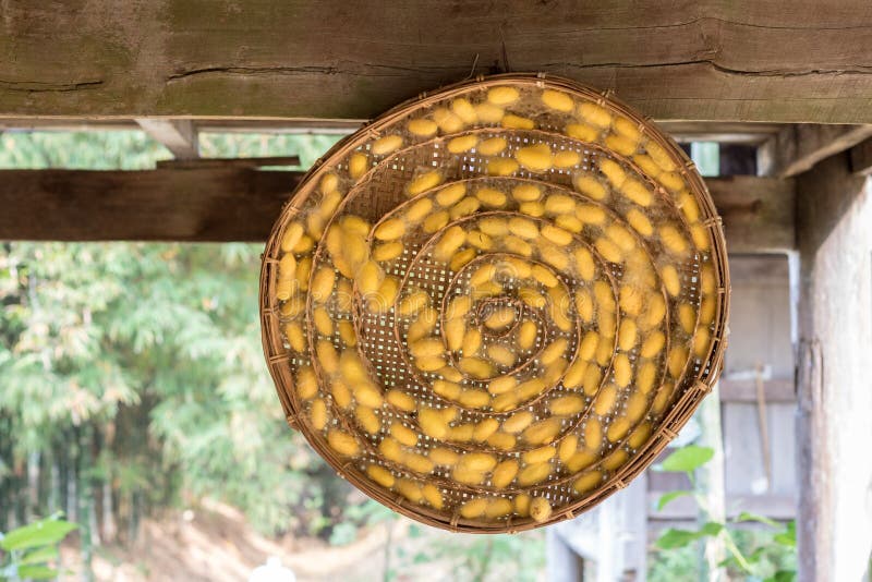 Close Up Yellow Silk Cocoon Shell with Silk Thread in Bamboo Basket ...