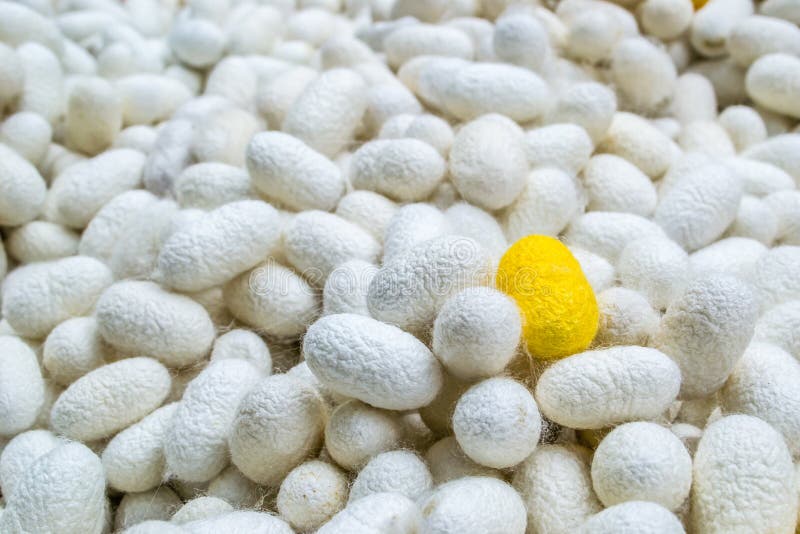 Yellow Silk Cocoon among White Cocoons Background Stock Image - Image ...