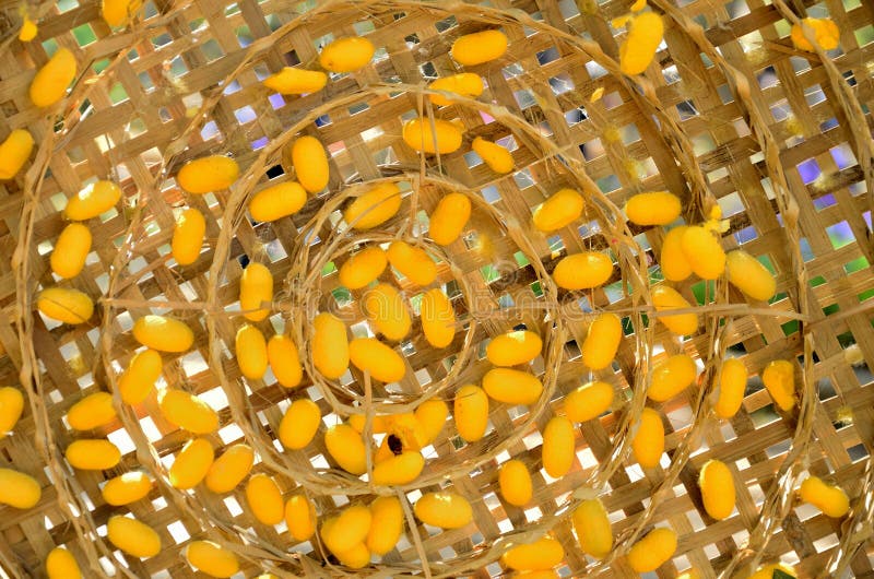 Yellow silk cocoons stock image. Image of pure, bamboo - 59709115