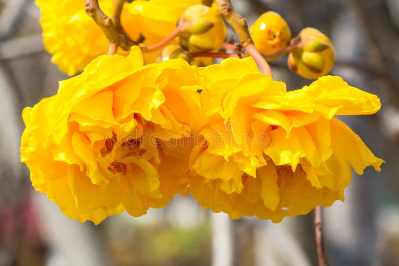 Yellow Silk Cotton Tree Flower Stock Photo - Image of alston, floral ...