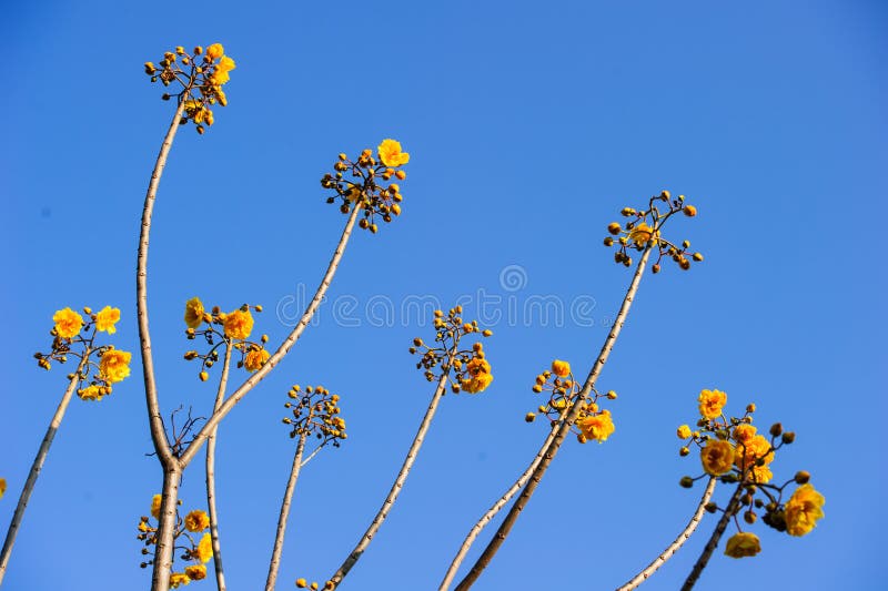 Yellow Silk Cotton Tree Flowers Stock Photo - Image of floral, close ...