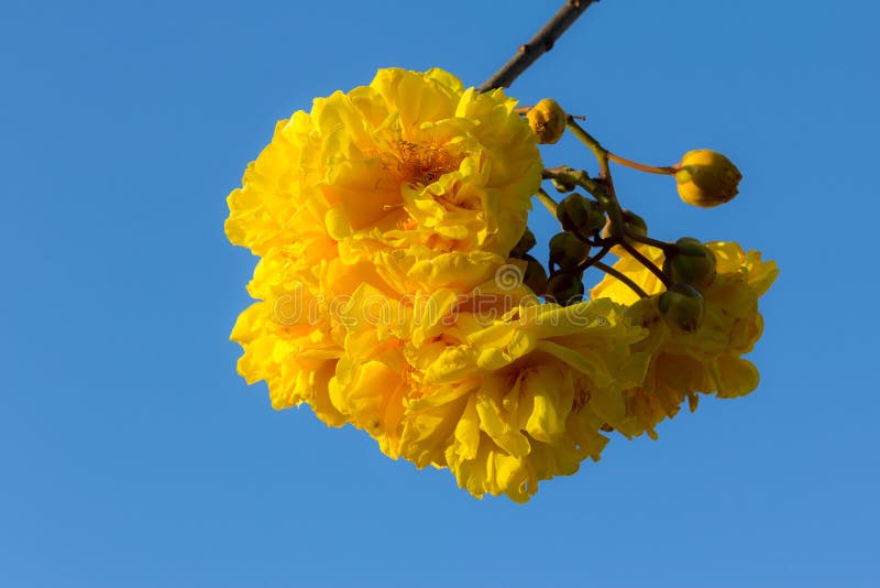 Yellow Silk Cotton Tree Flowers Stock Photo - Image of nature, tree ...