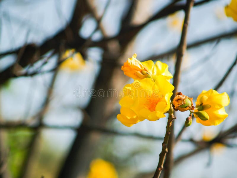 Yellow Silk Cotton Tree Flowers Stock Image - Image of cloud, clean ...