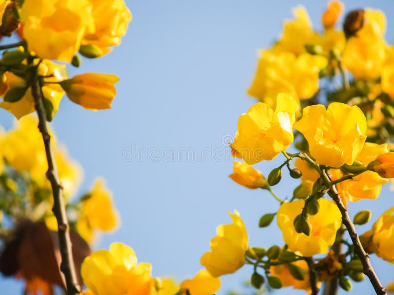 Yellow Silk Cotton Tree Flowers Stock Image - Image of cotton, clean ...