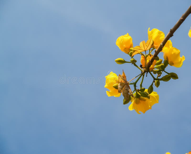 Yellow Silk Cotton Tree Flowers Stock Photo - Image of landscape, copy ...