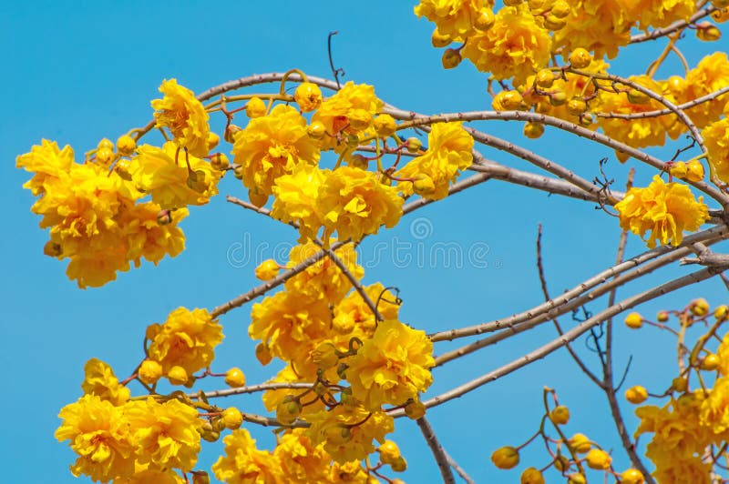 Yellow Silk Cotton Tree Flowers Stock Photo - Image of blue, summer ...