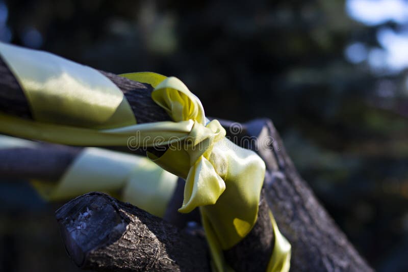 Ribbon on the tree stock photo. Image of memory, color - 147449294