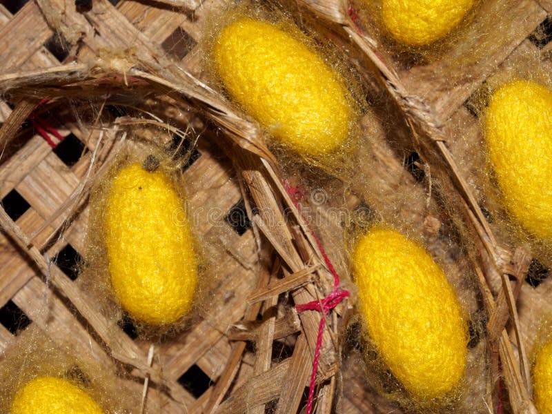 Yellow cocoons stock image. Image of fiber, basket, wood - 29166117