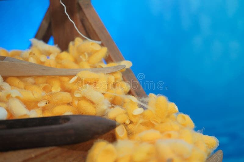 Yellow Silkworm Cocoon Shell for Making Thread Stock Photo - Image of ...