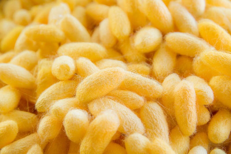 Yellow Silkworm Cocoon Shell through the Silk Route Stock Photo - Image ...