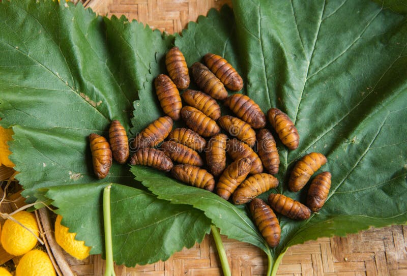 Yellow Silkworm Cocoon Shell through the Silk Route Stock Image - Image ...