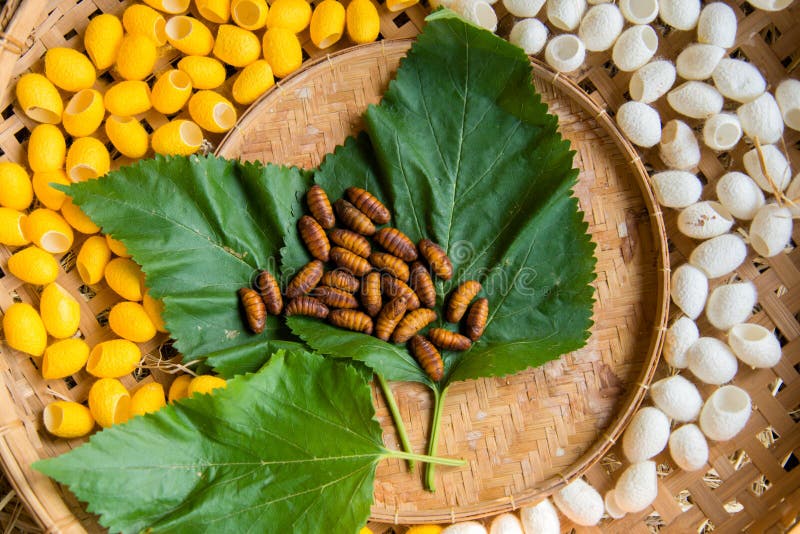 Yellow Silkworm Cocoon Shell through the Silk Route Stock Photo - Image ...