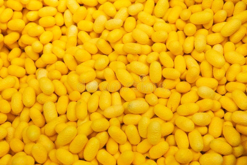 Yellow Silkworm Cocoon Shell through the Silk Route Stock Image - Image ...
