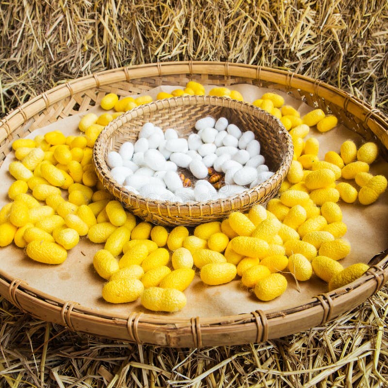 Yellow Silkworm Cocoon Shell through the Silk Route, Stock Photo ...