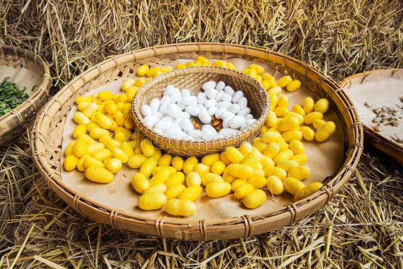 Yellow Silkworm Cocoon Shell through the Silk Route Stock Image - Image ...