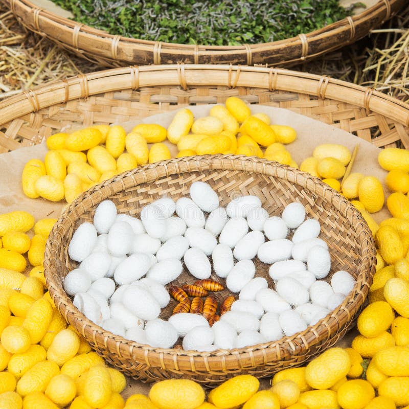 Yellow Silkworm Cocoon Shell through the Silk Route Stock Image - Image ...