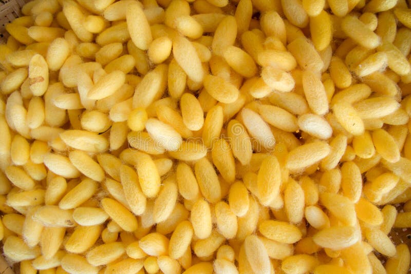 Yellow Silkworm Cocoon Shell through the Silk Route Stock Photo - Image ...