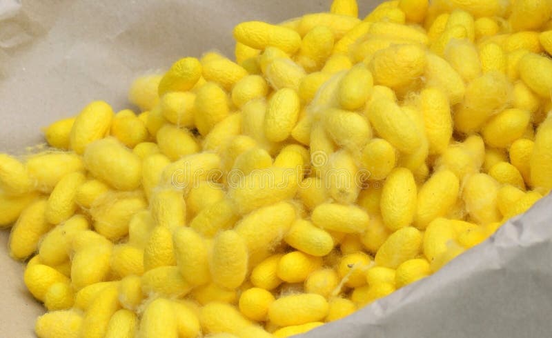 Yellow silkworm cocoon stock photo. Image of chrysalis - 60410396