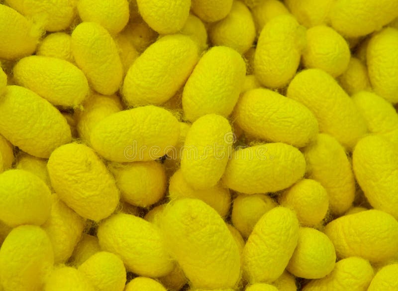 Yellow silkworm cocoons stock image. Image of cocoon - 28343397