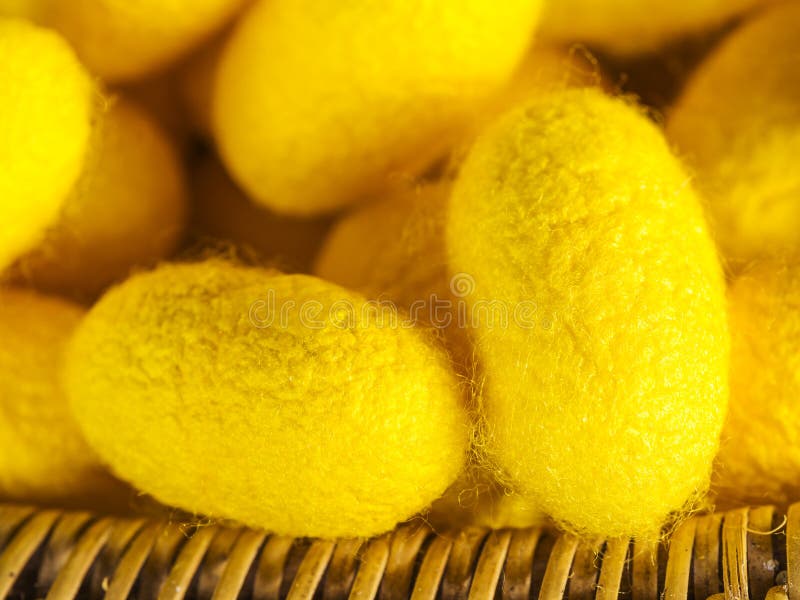Yellow Silkworm Cocoons on Industrial Stock Image - Image of pattern ...