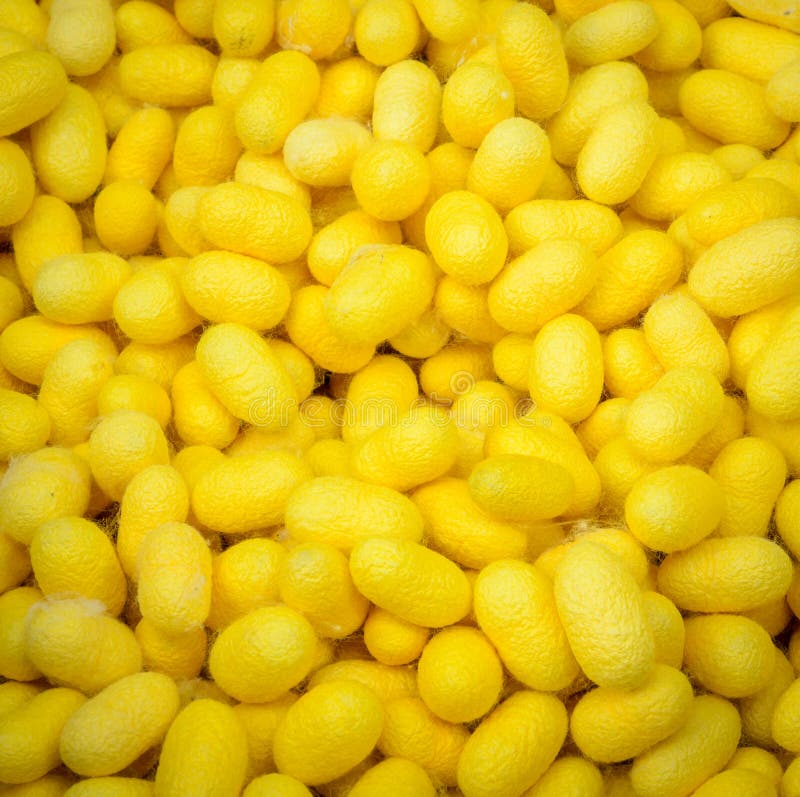 Yellow silkworm cocoons stock image. Image of natural - 64901935