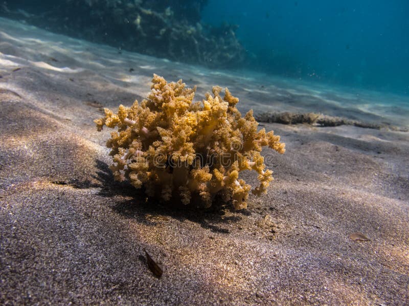 Single coral stock image. Image of ocean, reef, grass - 79083631