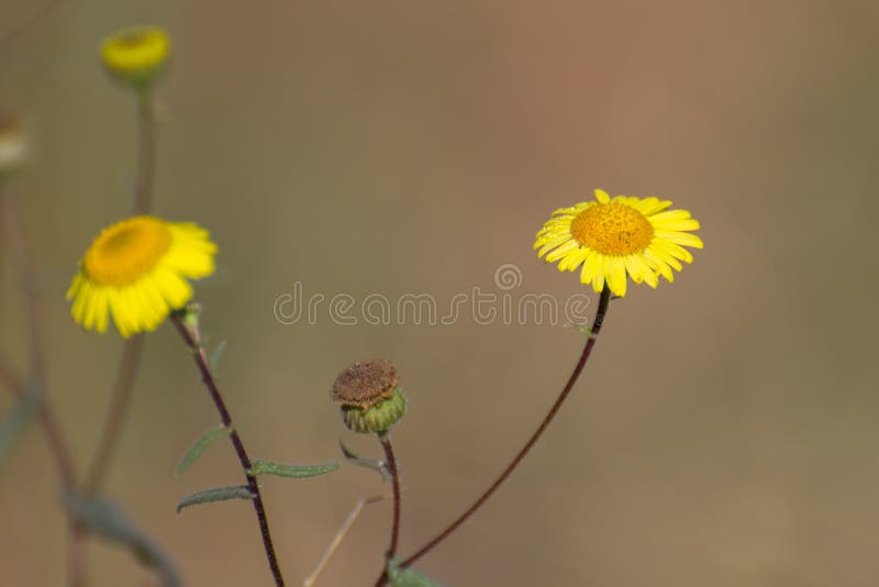 Yellow Single Daisy Flowers in Forest Stock Photo - Image of india ...