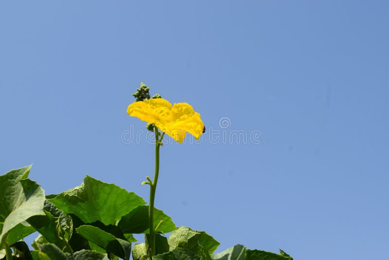 Yellow Single Flower with Blue Sky Clean Background Stock Image - Image ...
