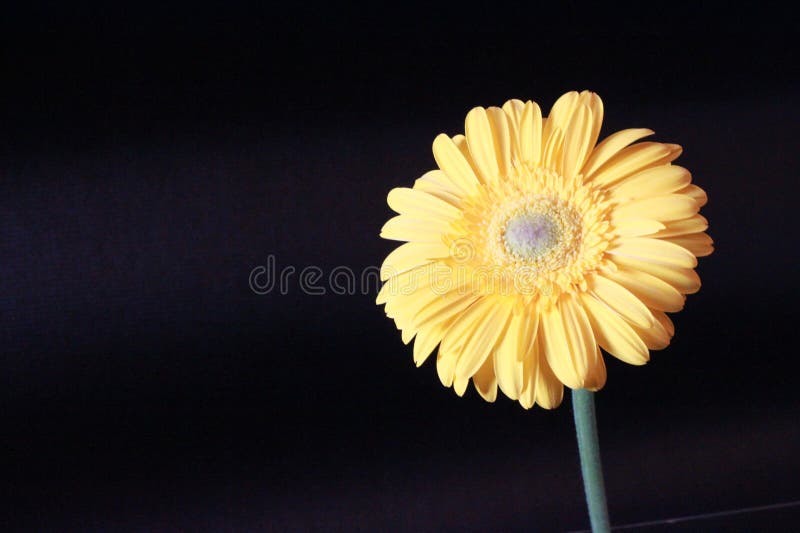 Yellow single gerbera stock image. Image of yellow, flower - 374851589