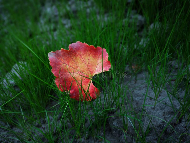 The Single Maple Leaf Standing on the Branch Stock Photo - Image of ...