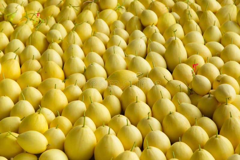 Yellow skin watermelon stock photo. Image of freshness - 57851068