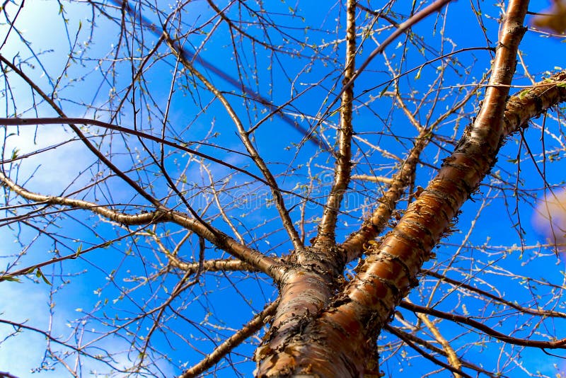 Peaceful Tree -Yellow-skin Tree Under the Blue Sky and White Clouds ...
