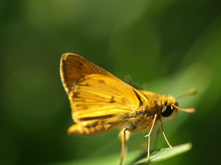 Yellow skipper butterfly stock image. Image of insect - 6582179