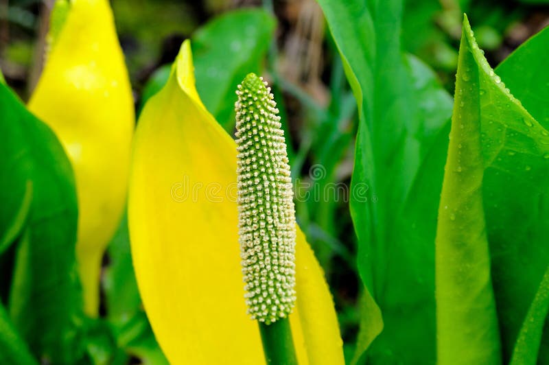 Stinky skunk cabbage stock photo. Image of smelly, plant - 54608926