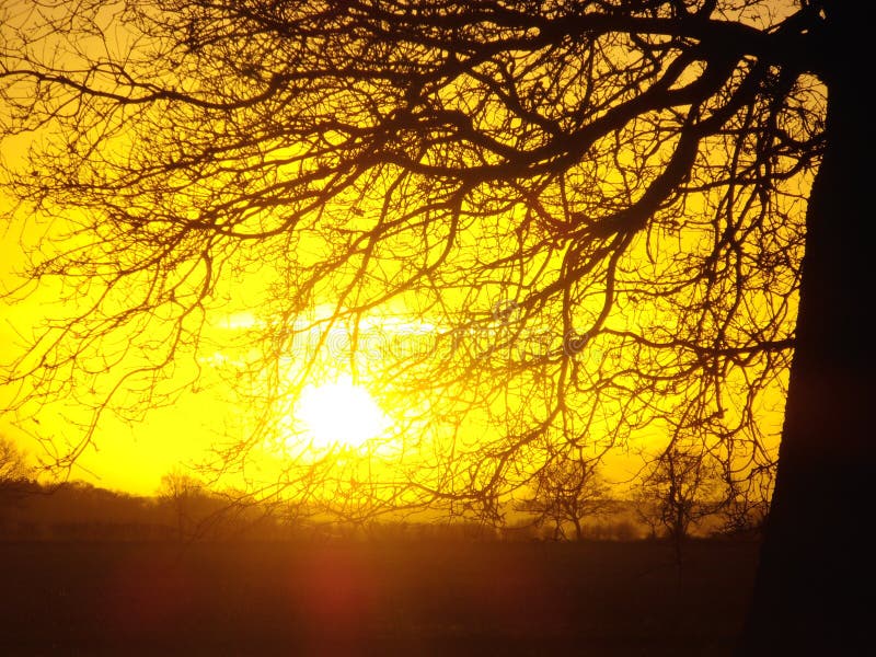 Magical Forest at Sunset stock photo. Image of branches - 153405554