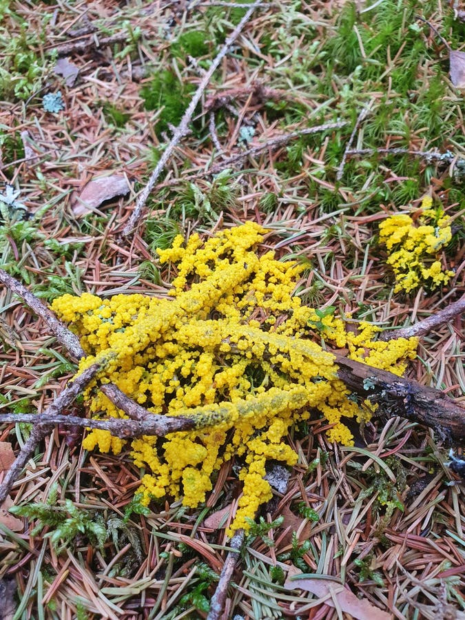 Yellow slime mold stock photo. Image of cellular, slime - 263094698