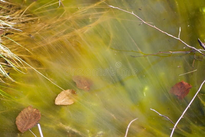 Yellow slime on the water stock photo. Image of texture - 113323182