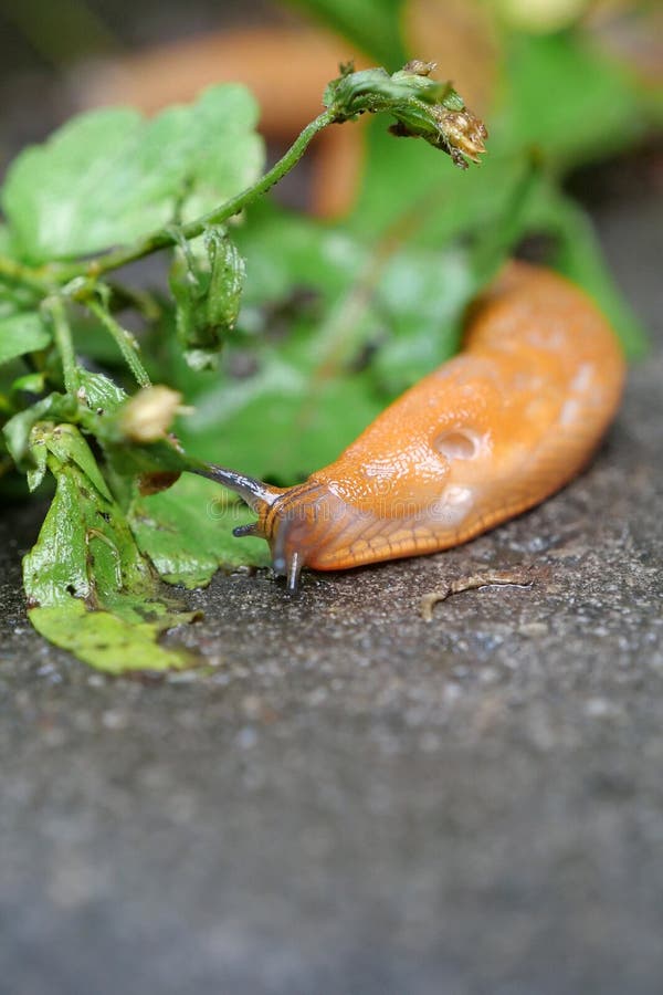 Yellow Slug Crawls on Wet Asphalt after Rain Stock Image - Image of ...