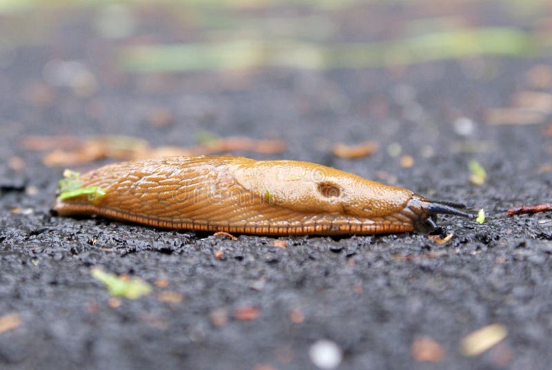 Yellow Slugs in Garden Pot. Stock Image - Image of plant, control: 42287837