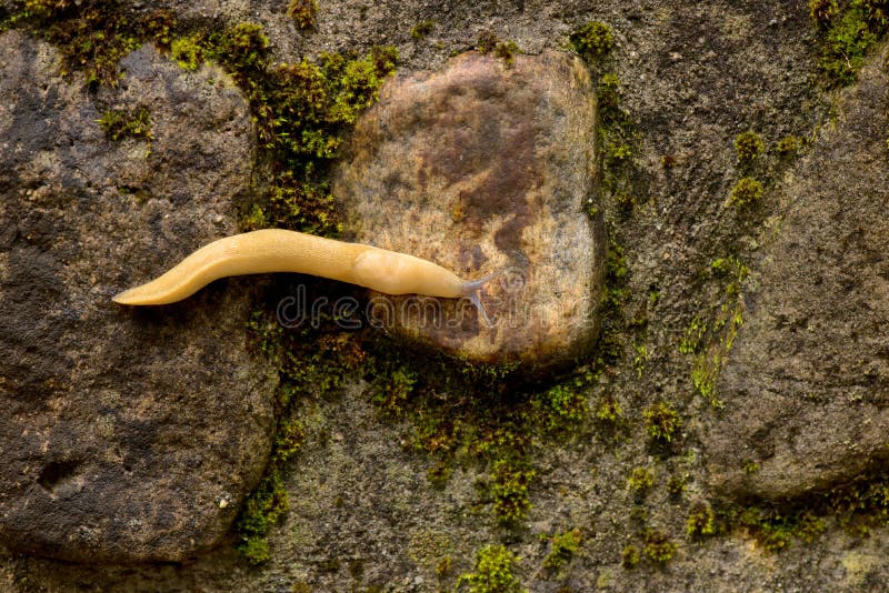 Yellow Slug, Garo Hills, Meghalaya, India Stock Photo - Image of garden ...