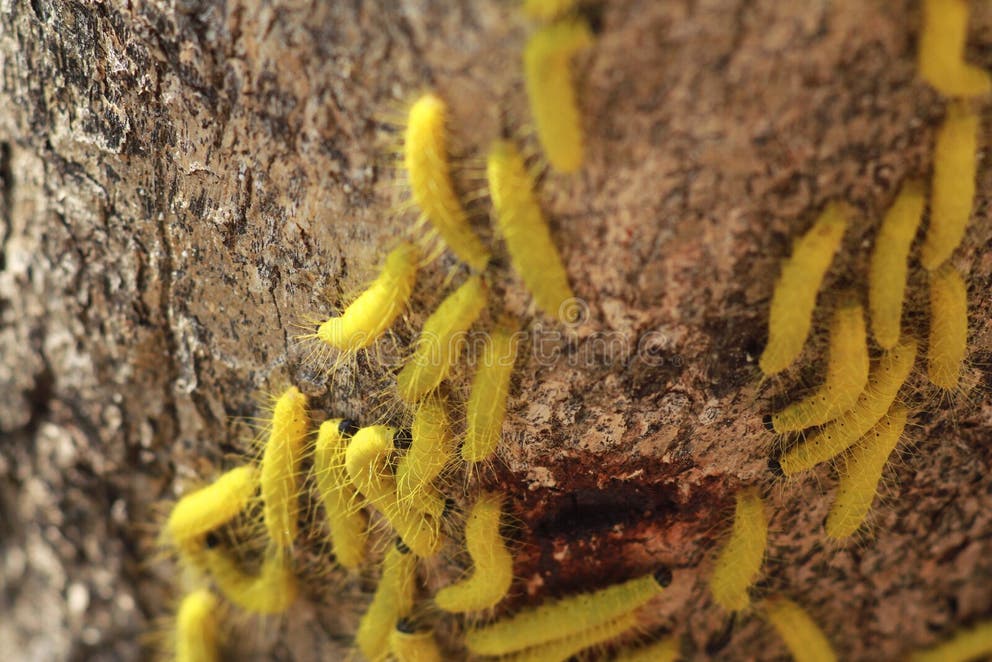 Yellow Slug Worm stock photo. Image of yellow, slug, insect - 53628786