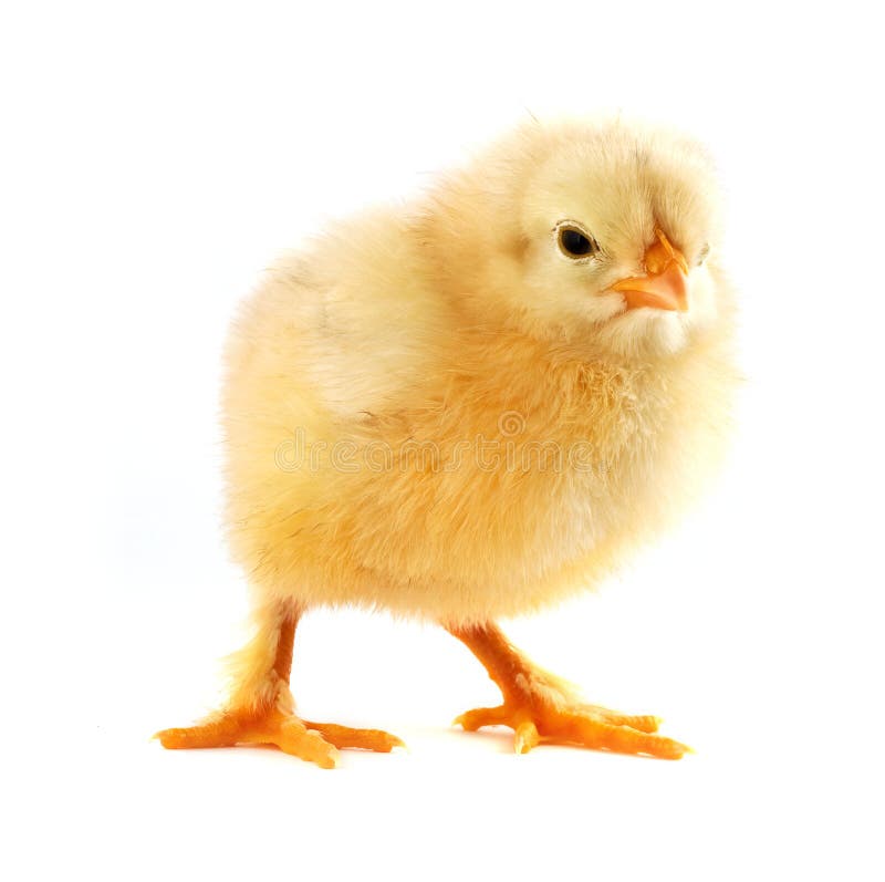 Chick on the walk stock photo. Image of color, little - 12356544