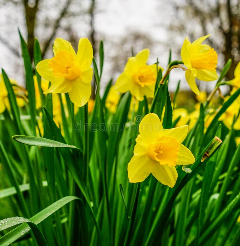 Yellow Small Daffodils in Spring Stock Image - Image of outdoor ...